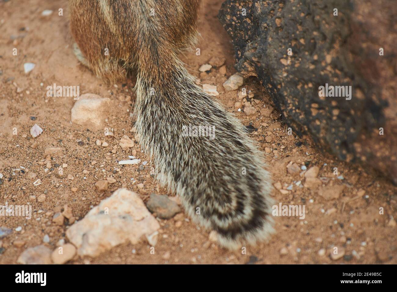 Tail of an atlas squirrel atlantoxerus getulus hi-res stock photography ...