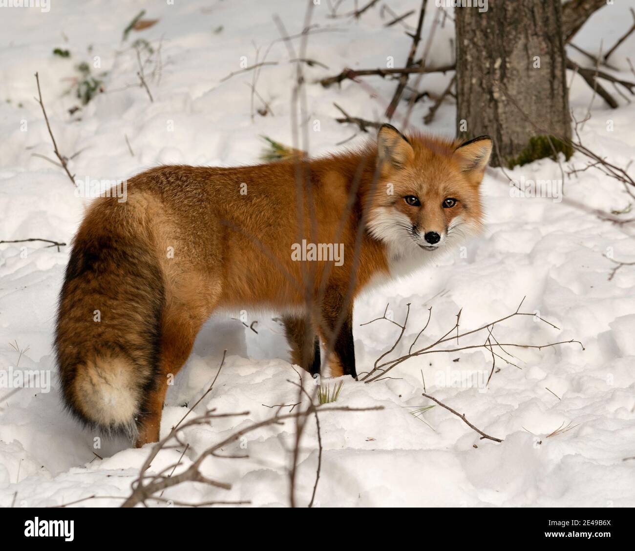 Red fox magazine cover hi-res stock photography and images - Alamy