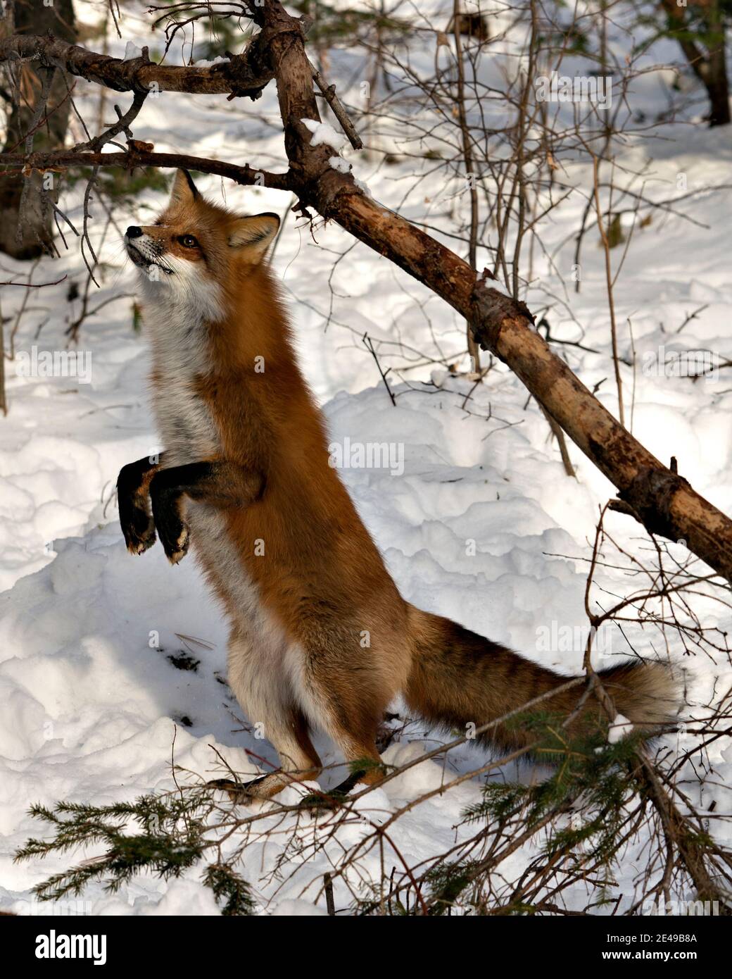Red fox standing on its back legs in the winter season in its ...