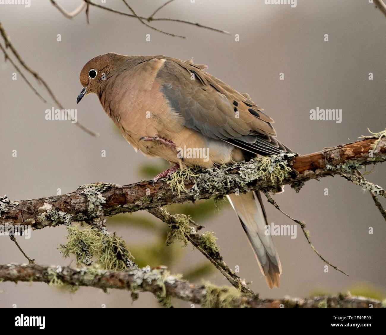 Mourning Dove close-up profile view perched with puffy feather plumage ...