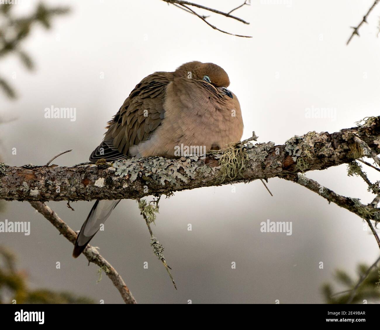 Mourning Dove close-up profile view perched with puffy feather plumage ...