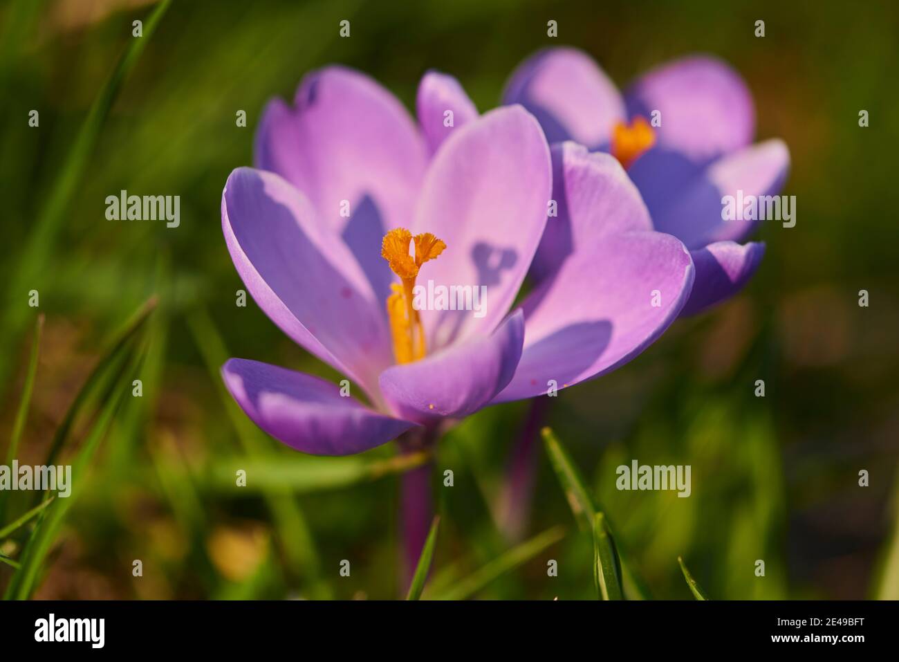Purple crocus blooms hi-res stock photography and images - Alamy