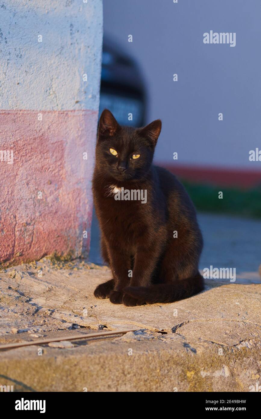 Domestic cat (Felis catus), on a stone wall in the evening light ...