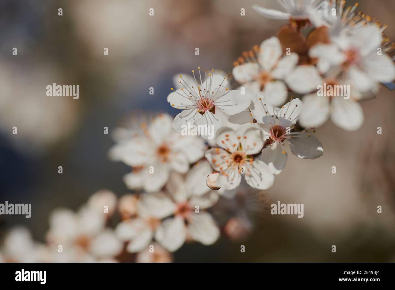 Sloe flowers (Prunus spinosa), Bavaria, Germany Stock Photo - Alamy