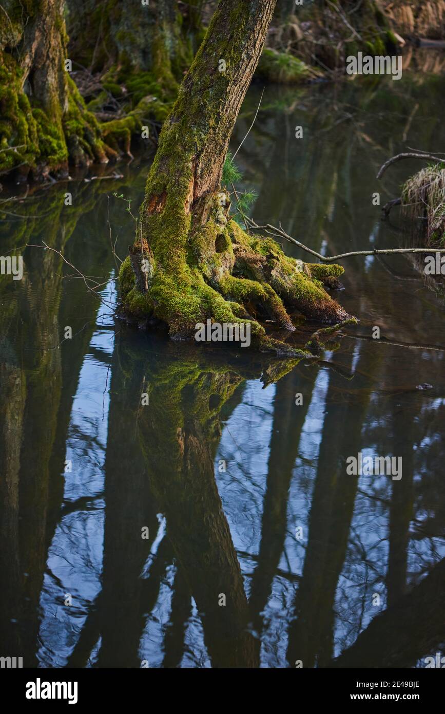 Birch tree root hi-res stock photography and images - Alamy