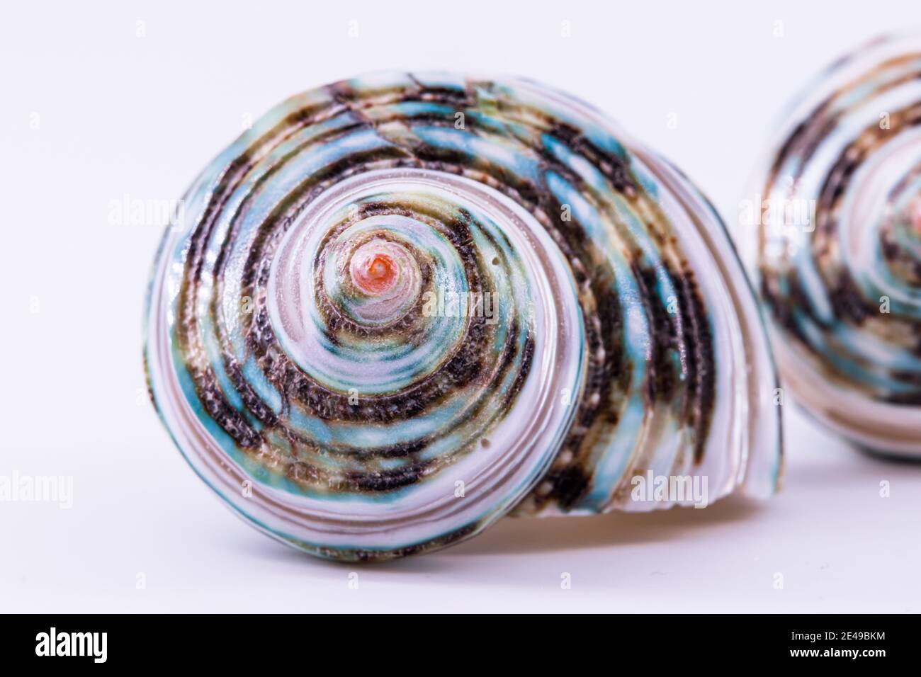 Conchology hi-res stock photography and images - Alamy