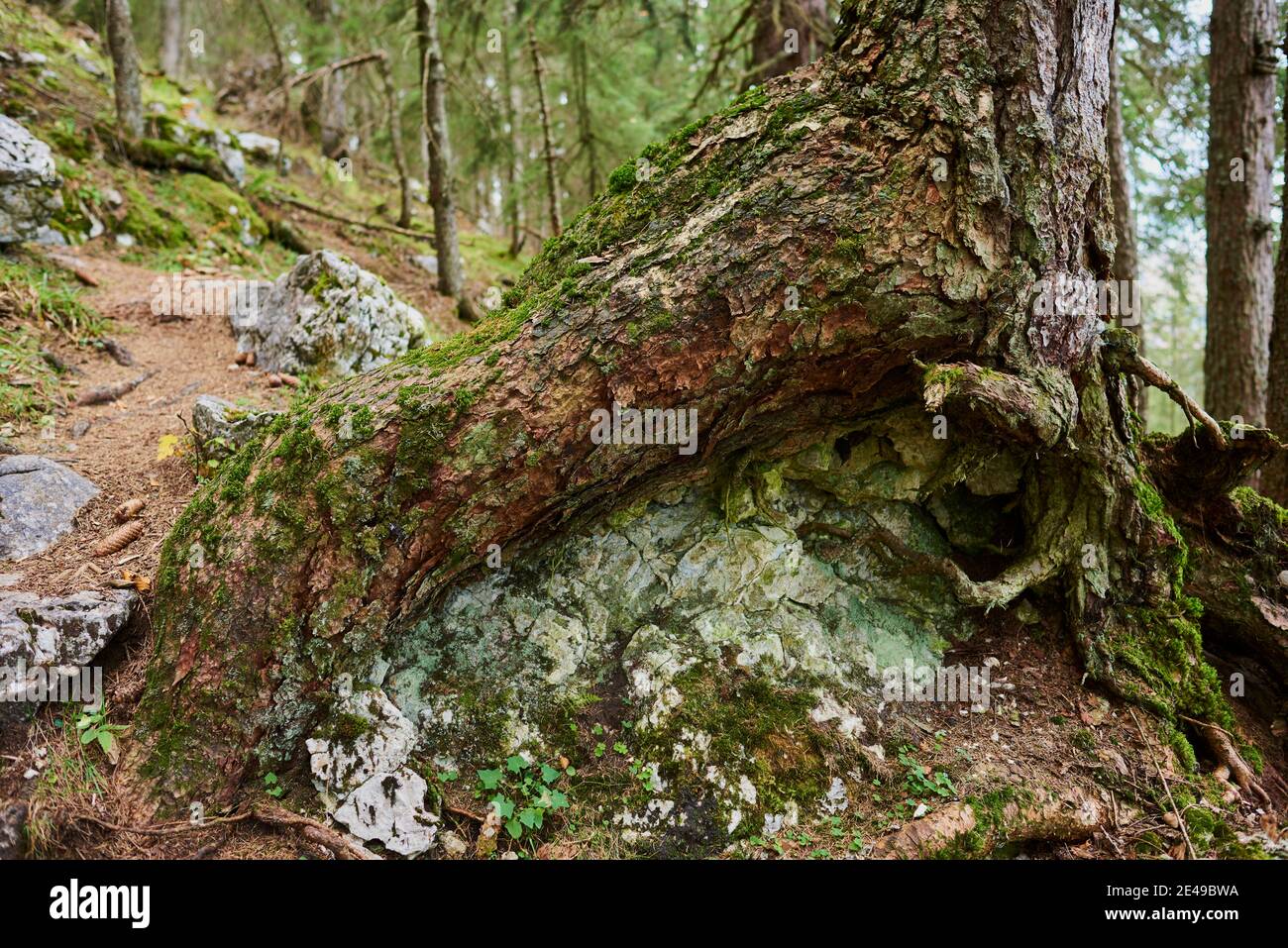 Larch (Larix), tree roots cling to a boulder, Kleiner Göll, Berg ...