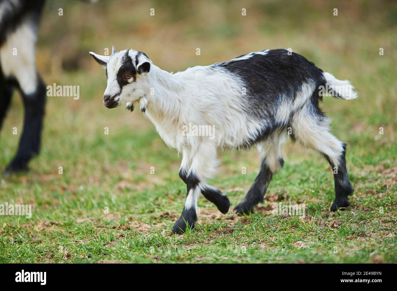 Domestic goat, Capra aegagrus hircus, meadow, sideways, standing, grass ...