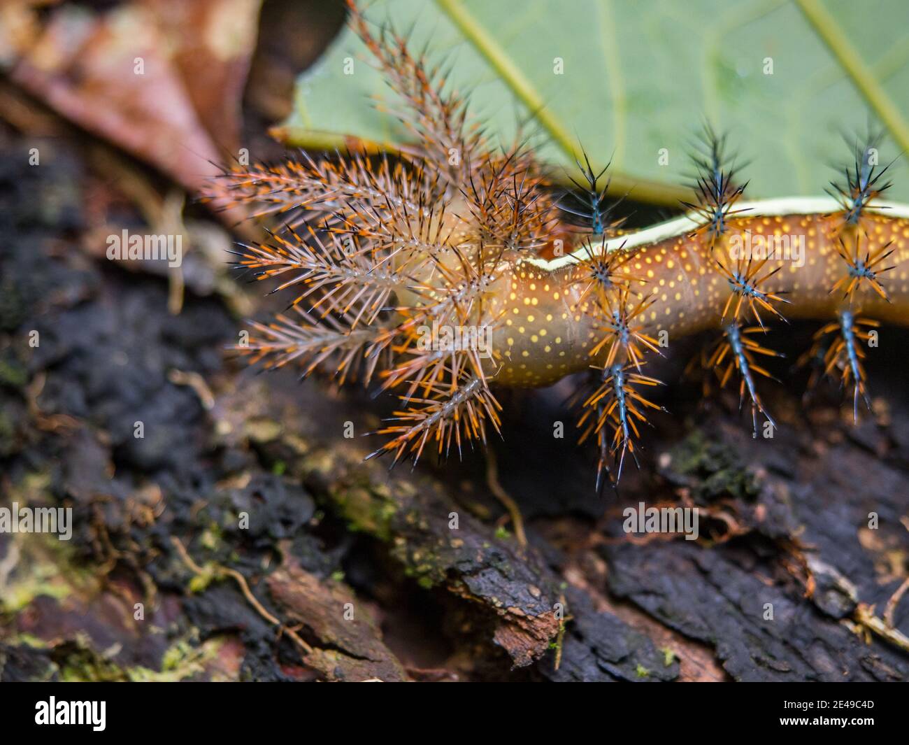 A beautiful and dangerous bug called 'Bayuca' living in the Amazon ...