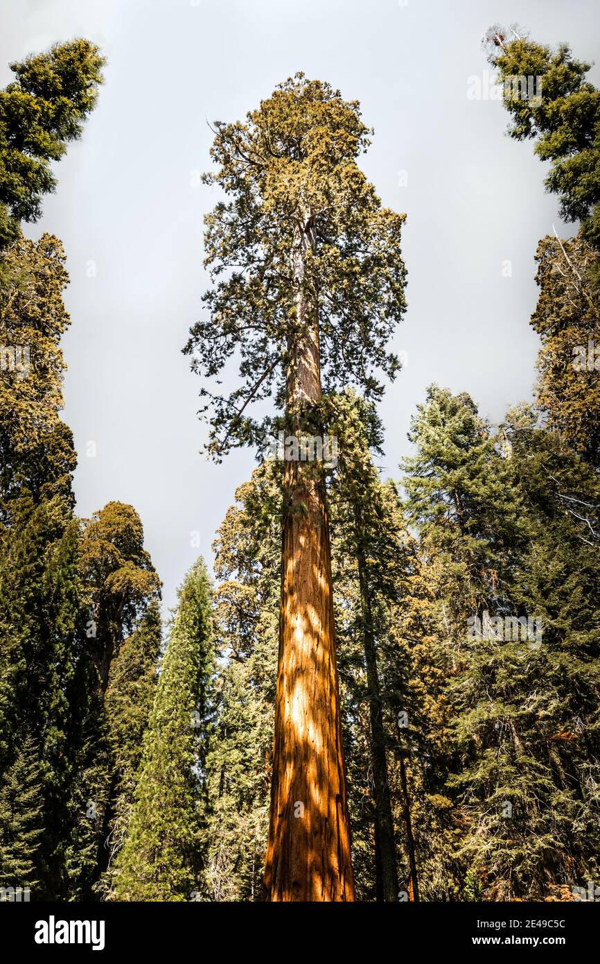 Giant sequoia tree in the Kings Canyon National Park, California Stock ...