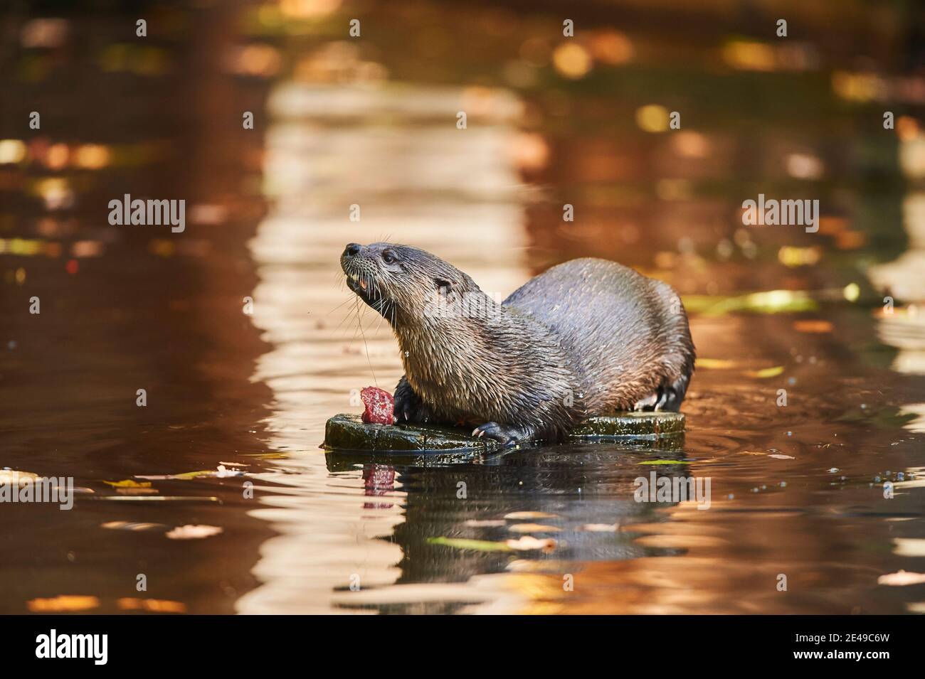 European otter, Lutra lutra, lying, sideways, fish, eating Stock Photo ...