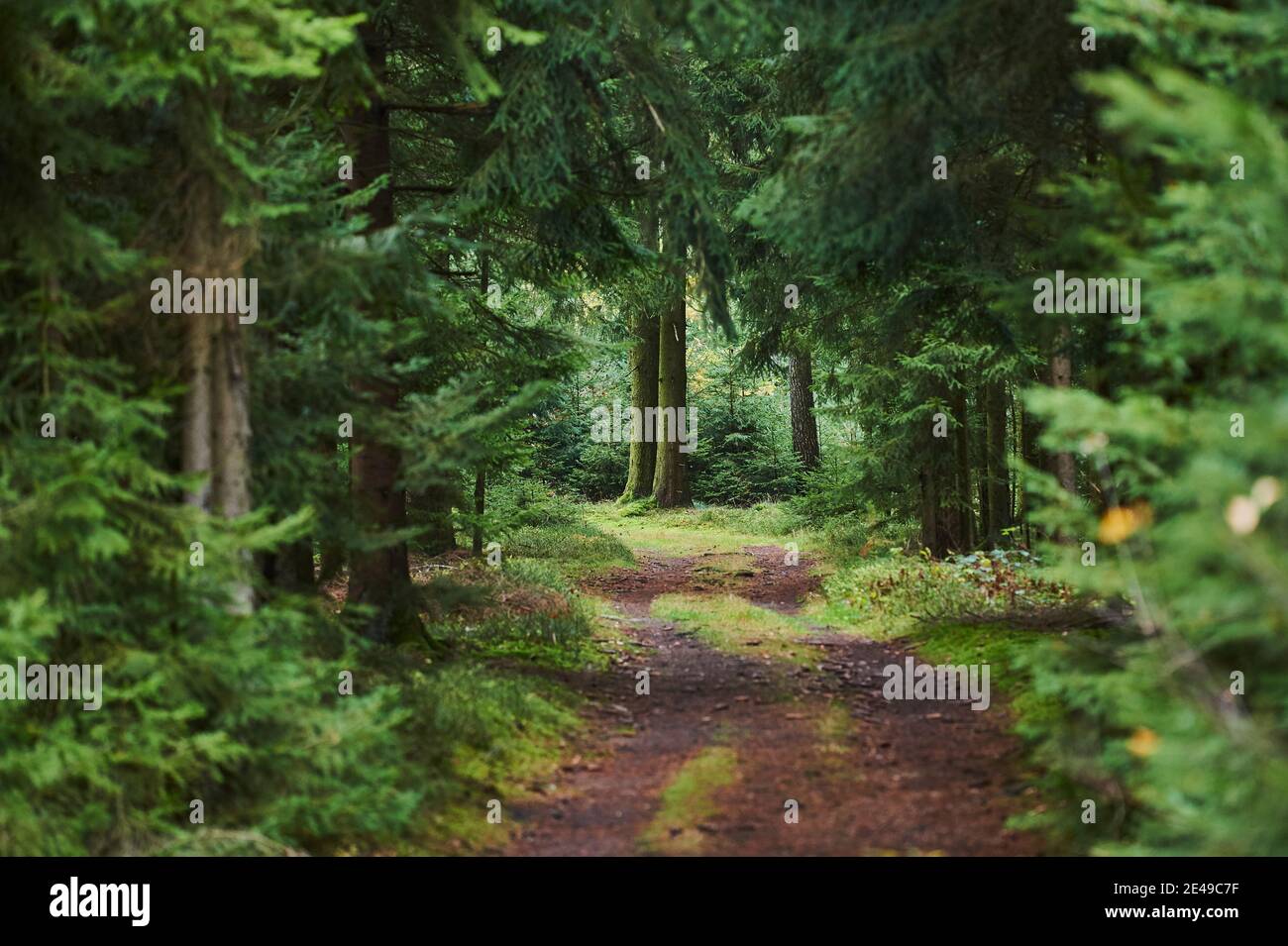 Landscape, forest path, spruce forest, Picea abies, spring, Bavaria ...