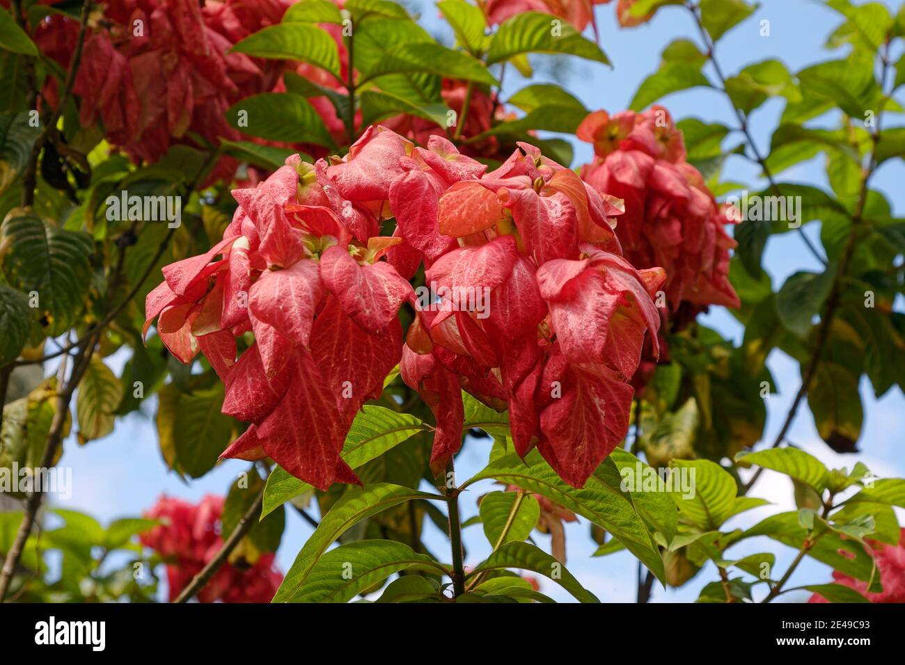 large red wildflower, shrub, nature, close-up, South America, Amazon ...