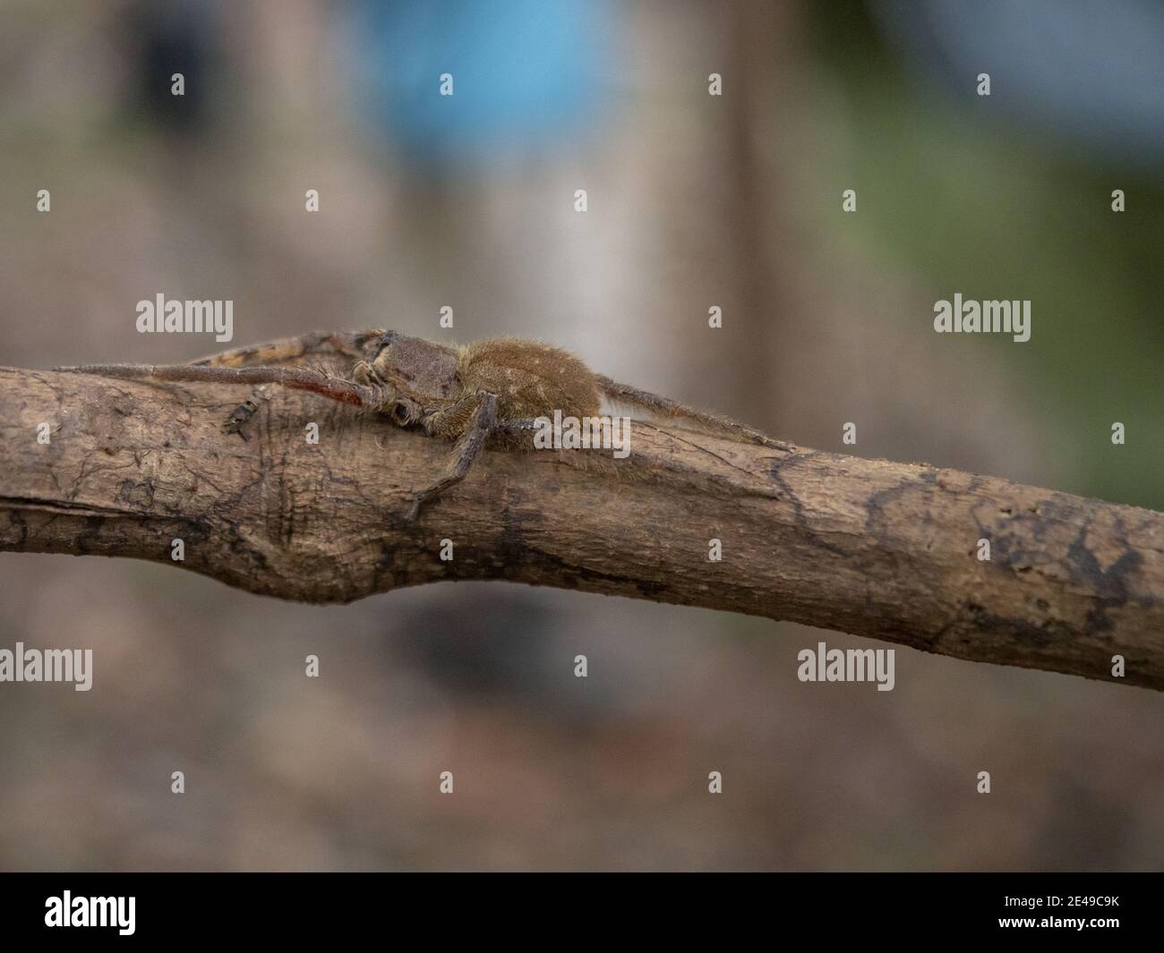The Amazon spider is hiding on a stick in the Amazon rainforest Stock ...