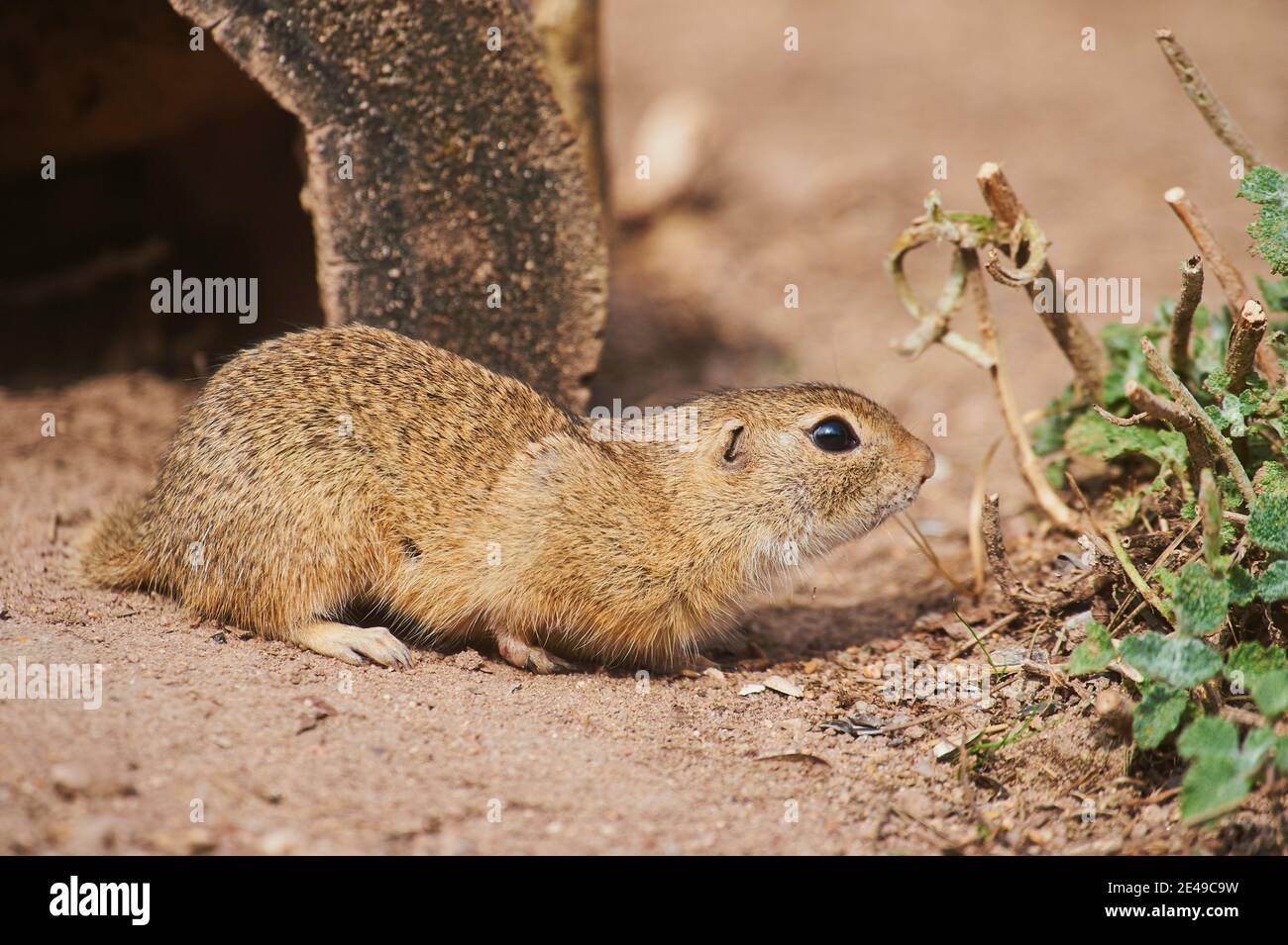 European ground squirrel, Spermophilus citellus, standing sideways ...