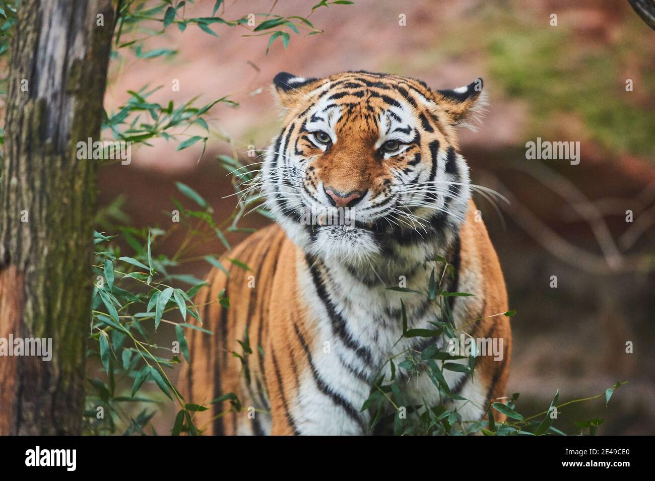 Tigers headshot head shot portrait hi-res stock photography and images ...