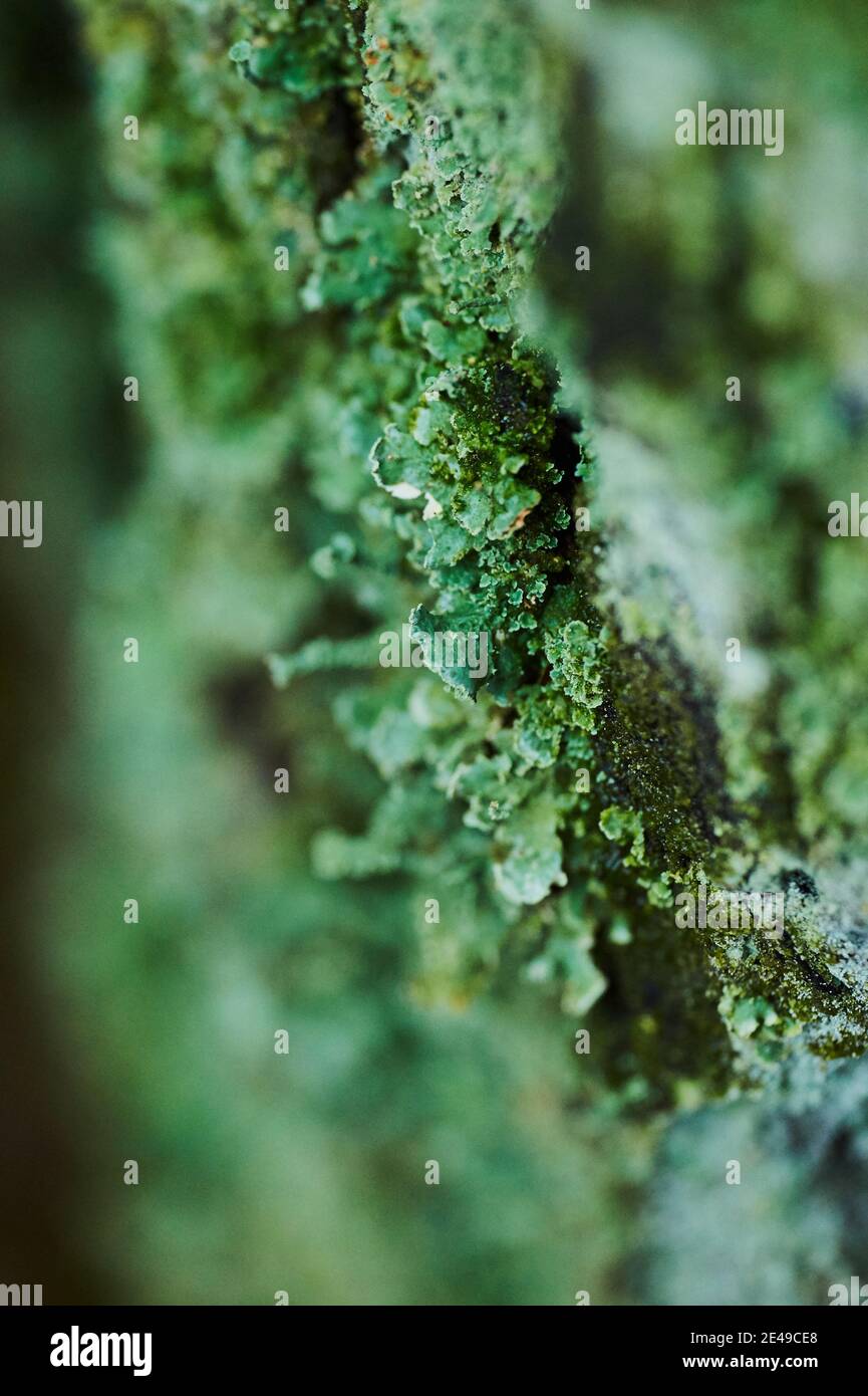 Lichen spec hi-res stock photography and images - Alamy