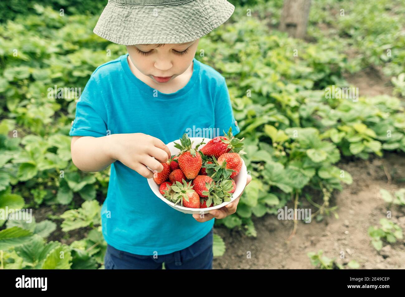 Litlle boy picking ripe strawberries into a plate. Local farming ...