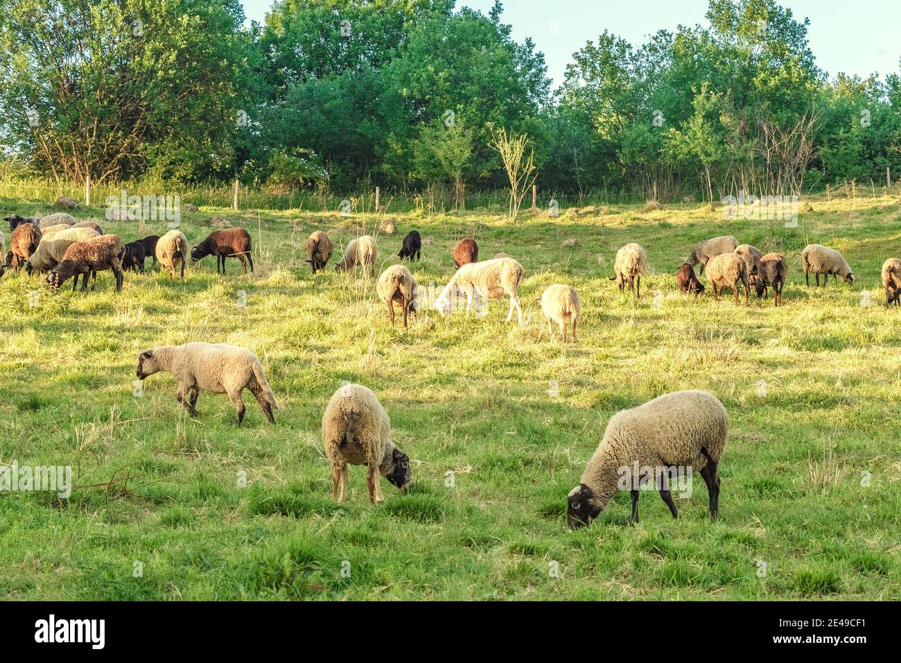 Farm in ukraine hi-res stock photography and images - Alamy