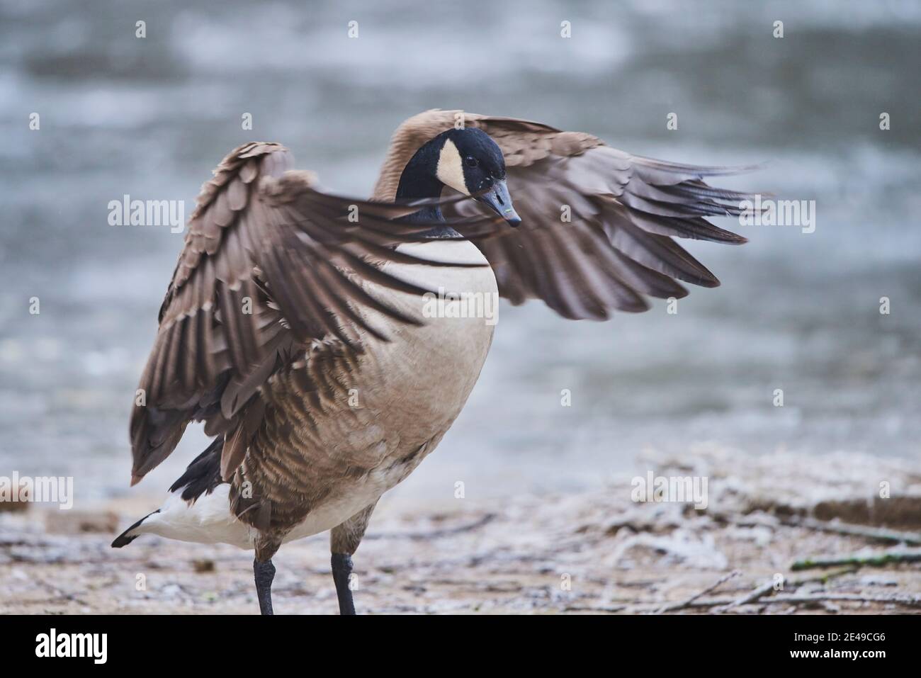 Indian goose hi-res stock photography and images - Alamy