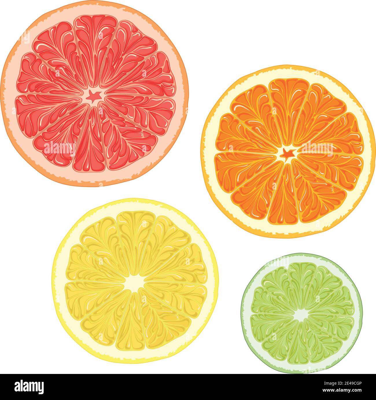 Set of color illustrations with citrus fruits. Isolated vector objects ...