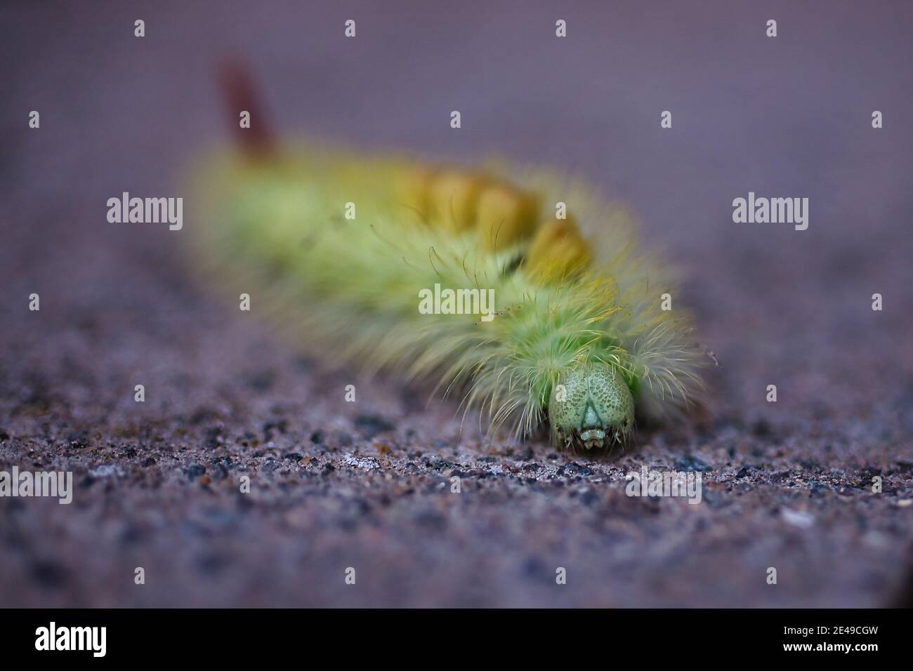 Fuzzy hairy caterpillar hi-res stock photography and images - Alamy