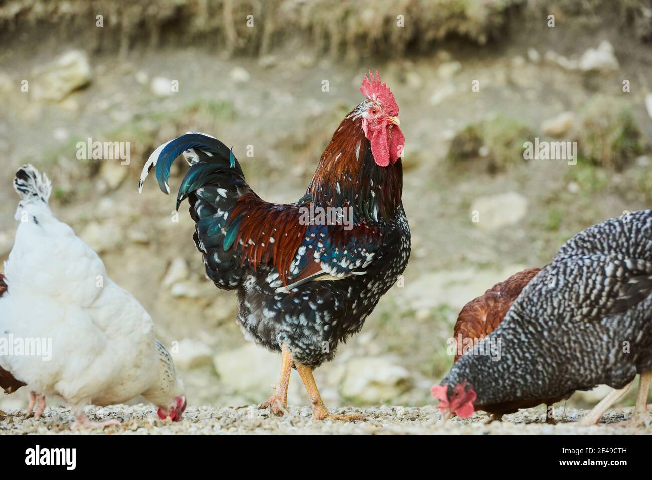 Chicken on the dung hi-res stock photography and images - Alamy