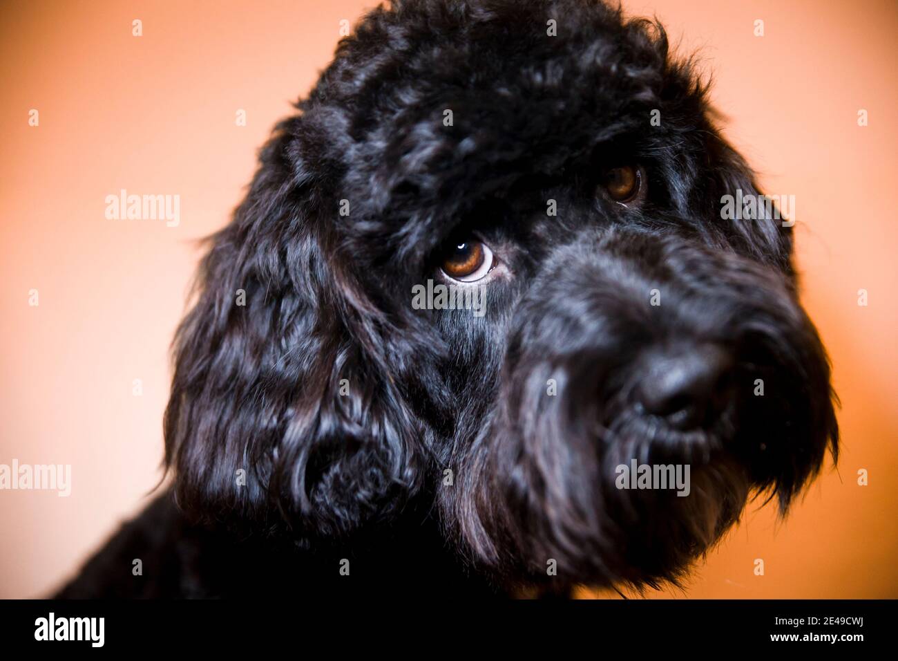 Cockerpoo High Resolution Stock Photography and Images - Alamy