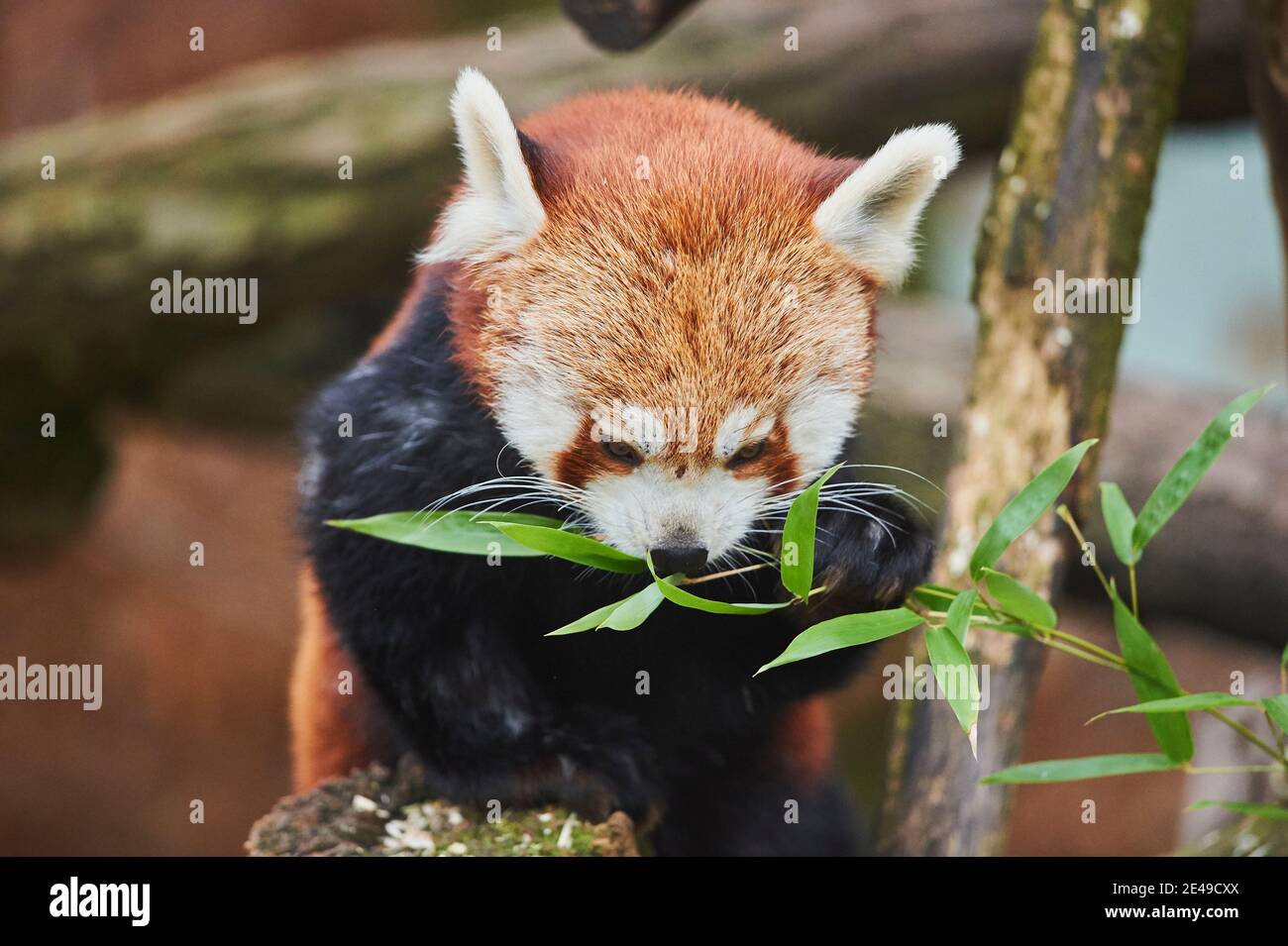 Panda eat meat hi-res stock photography and images - Alamy