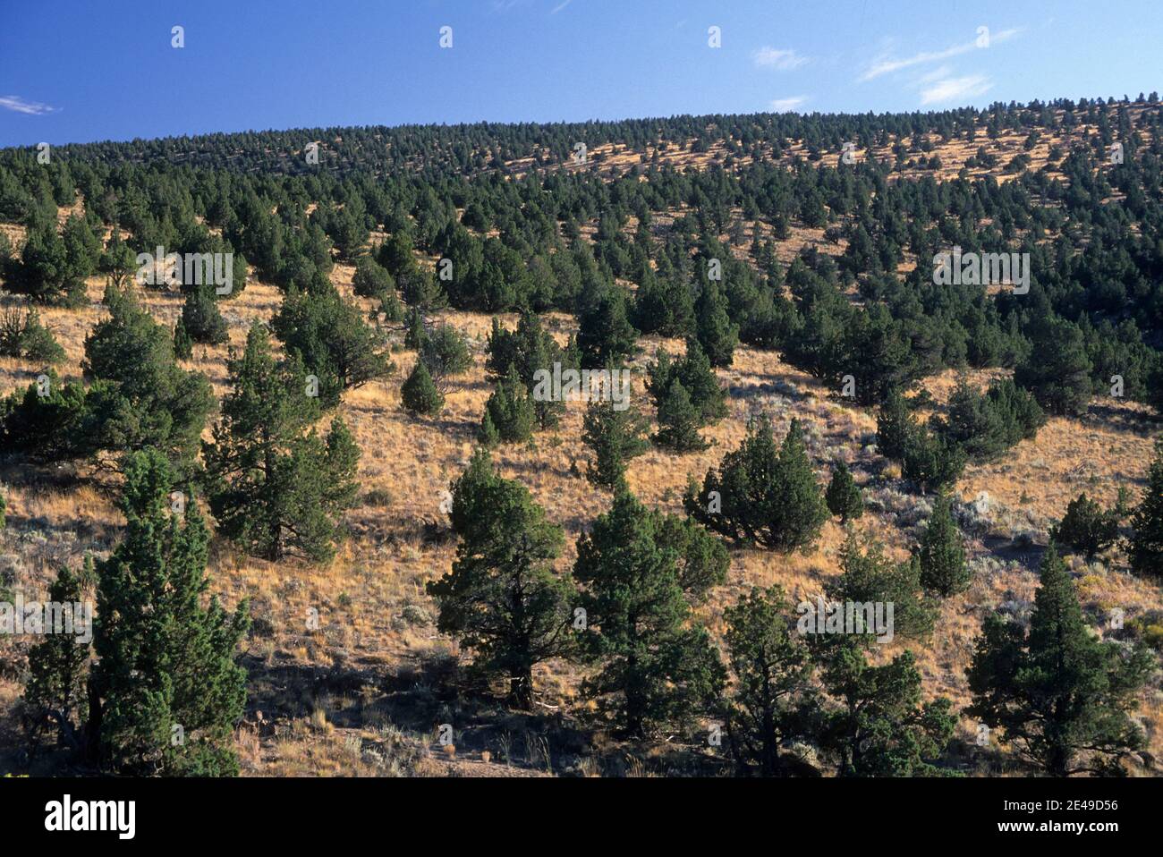 Western juniper (Juniperus occidentalis) forest, Horse Ridge Research ...