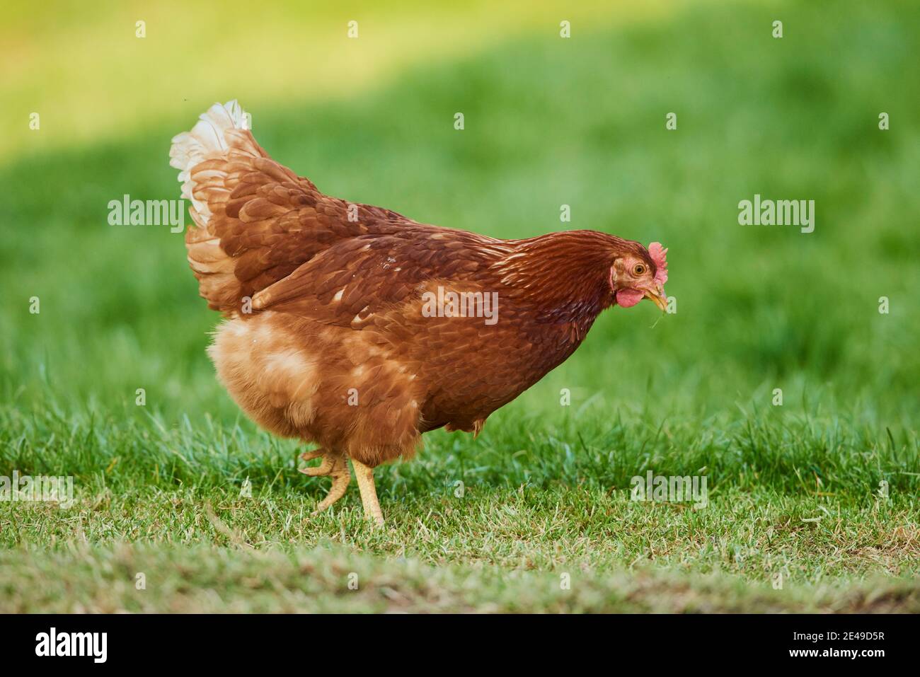 Chicken (Gallus gallus domesticus), hen in a meadow, Bavaria, Germany ...