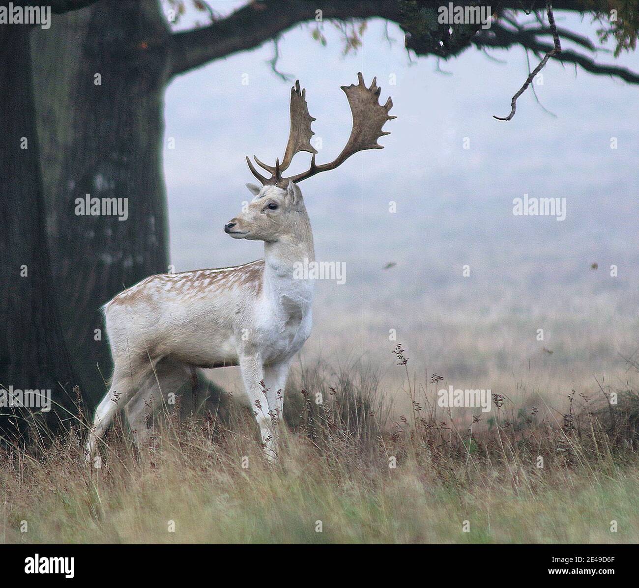 White Fallow Deer Stock Photo - Alamy