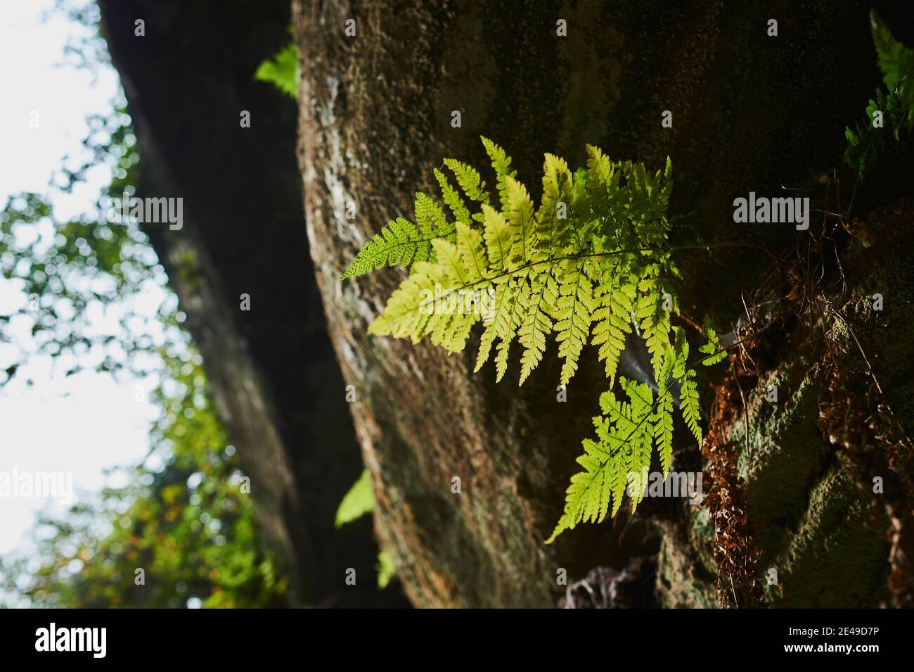 Aspidium filix mas hi-res stock photography and images - Alamy