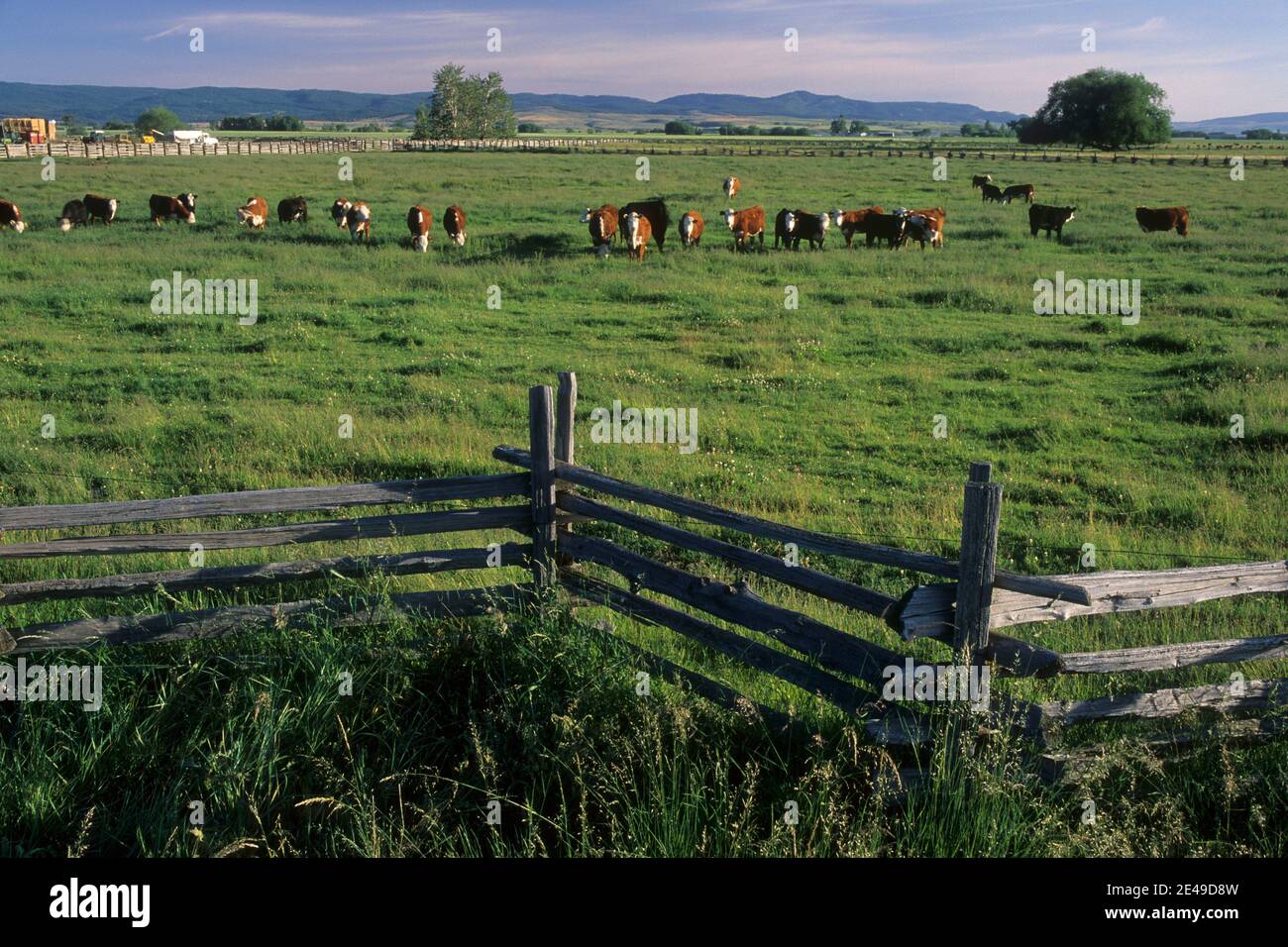 Cattle in Baker Valley, Baker County, Elkhorn National Scenic Byway ...