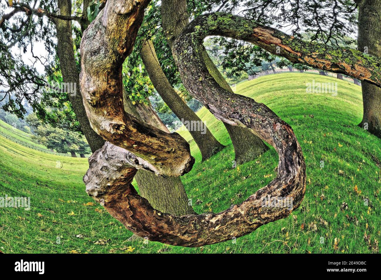 Deformed branch hi-res stock photography and images - Alamy