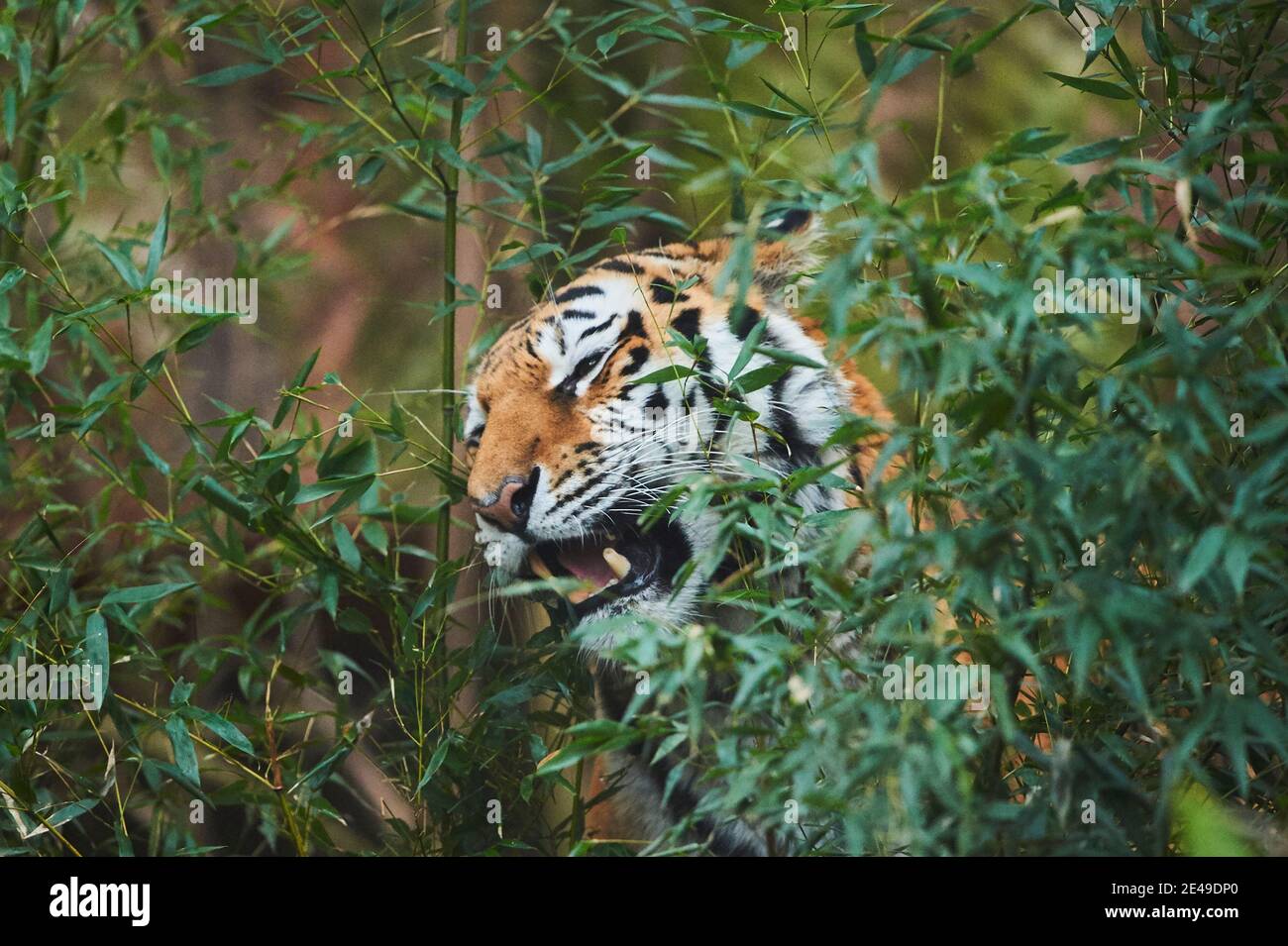 Tigers headshot head shot portrait hi-res stock photography and images ...