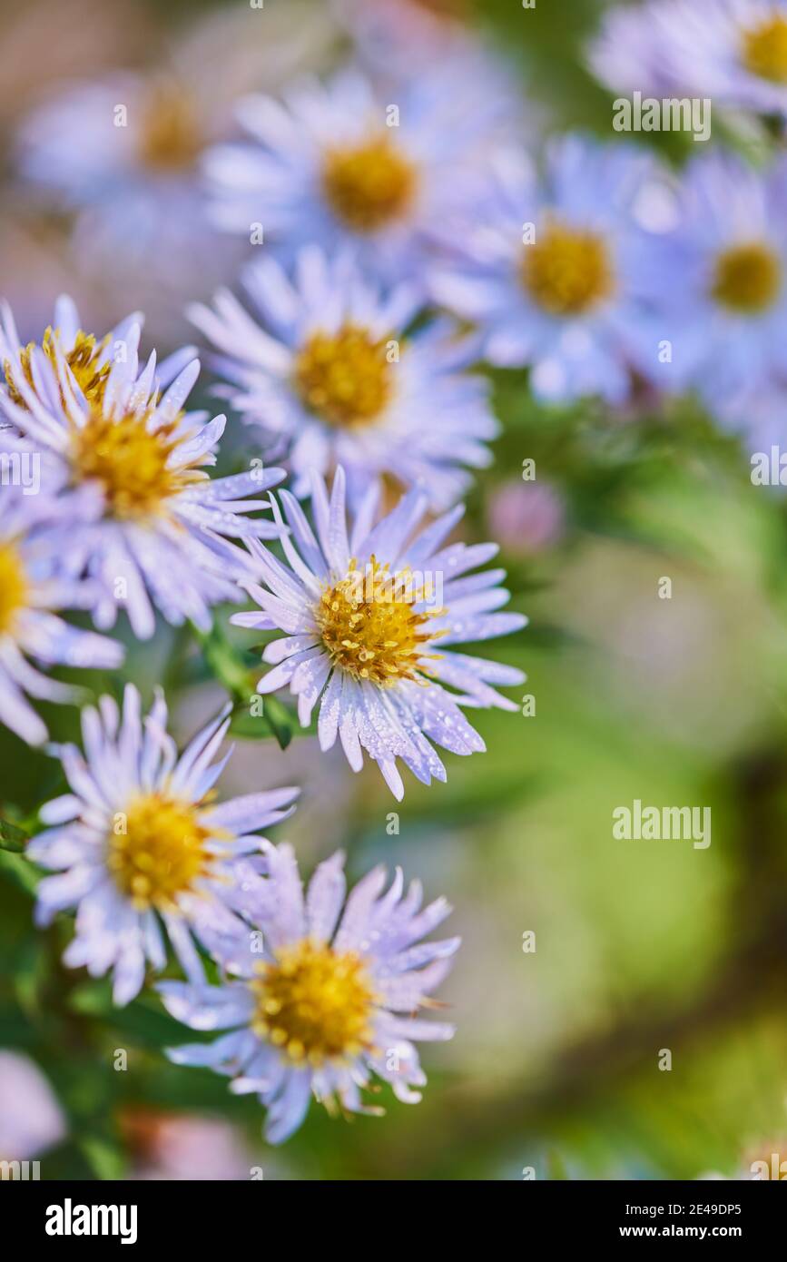 Mountain aster (Aster amellus), flowers in the morning dew on the ...