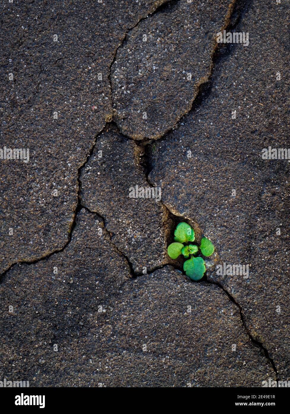 Small plant surviving winter in Virginia in crack in blacktop of ...