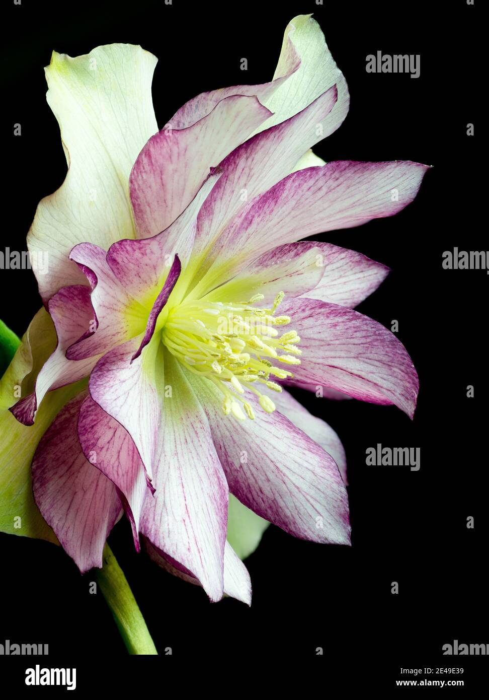 Mid lenten hi-res stock photography and images - Alamy