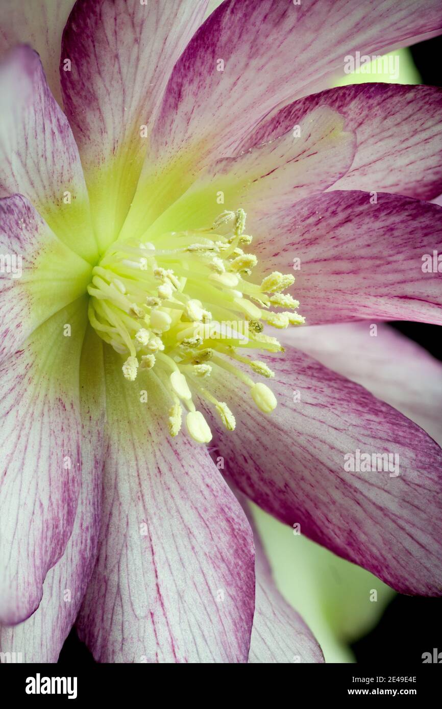 Mid lenten hi-res stock photography and images - Alamy