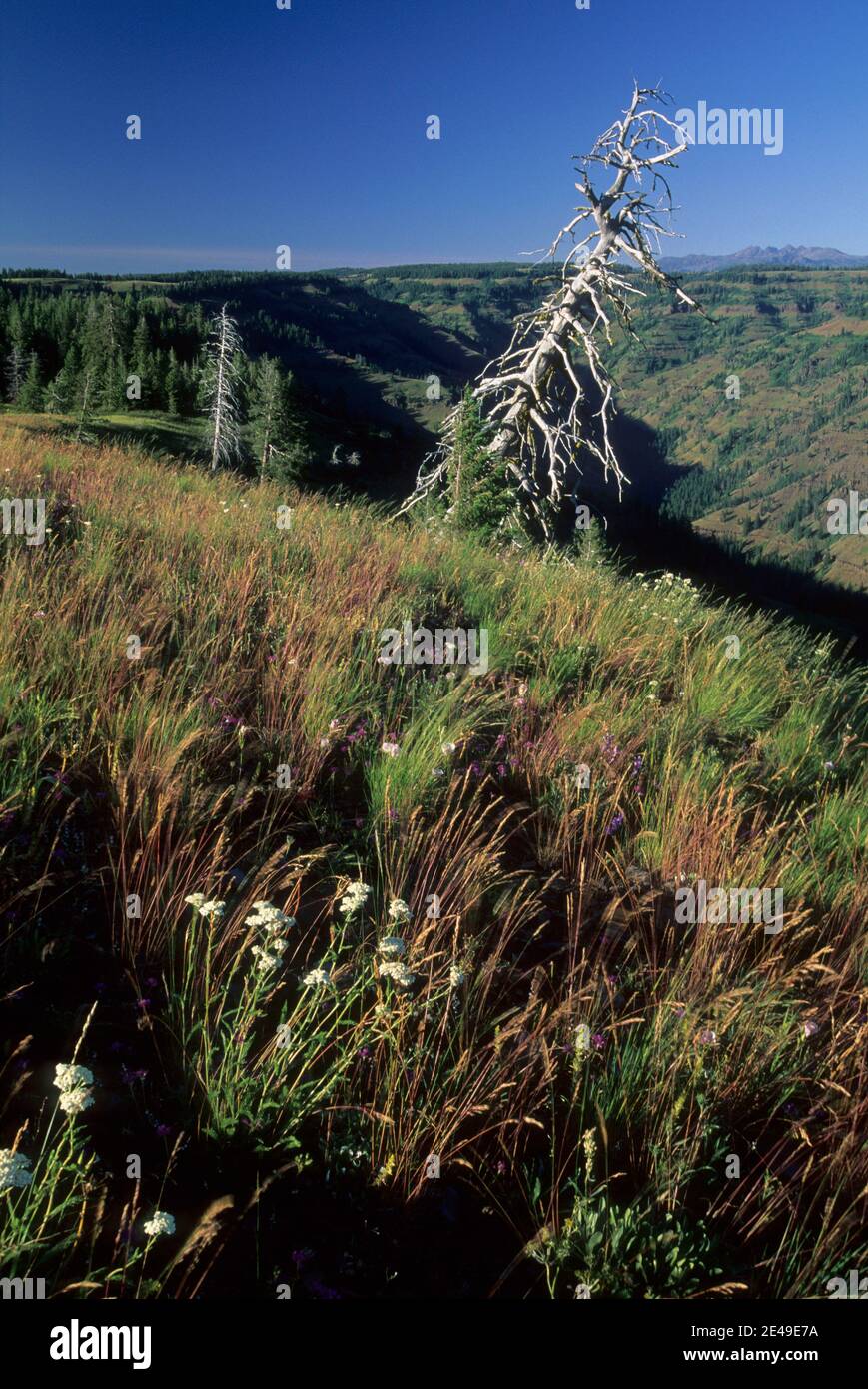 Hells Canyon Overlook view, Hells Canyon National Recreation Area ...