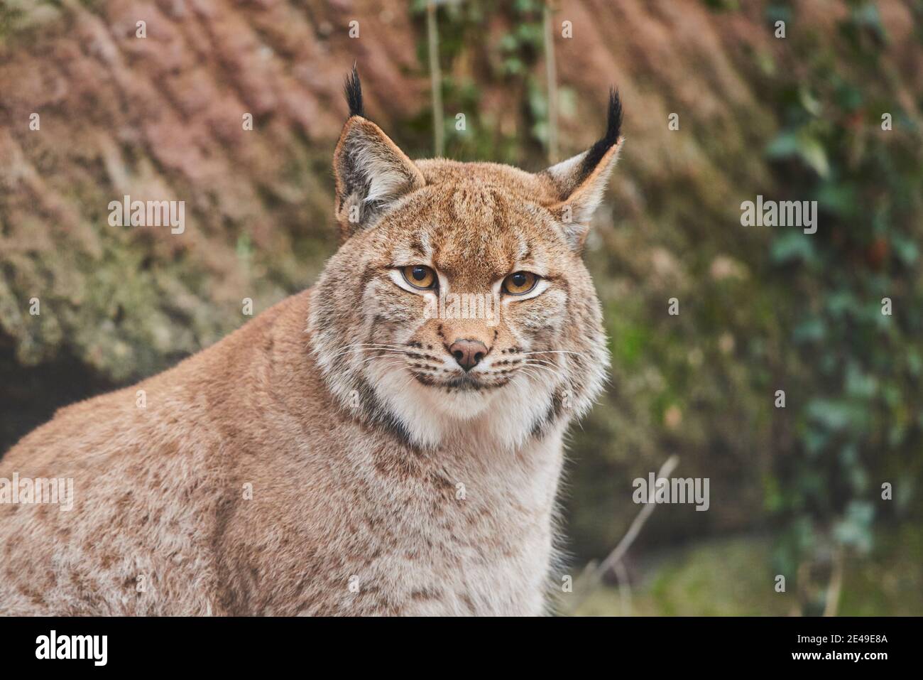 European lynx (Lynx lynx) sitting, sideways, looking at camera, Bavaria ...