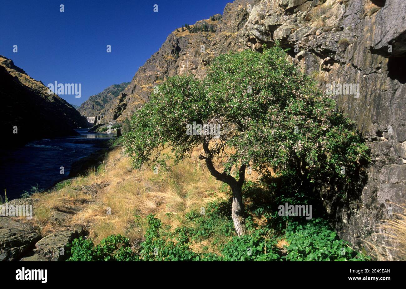 Hackberry along Stud Creek Trail, Snake Wild & Scenic River, Hells ...