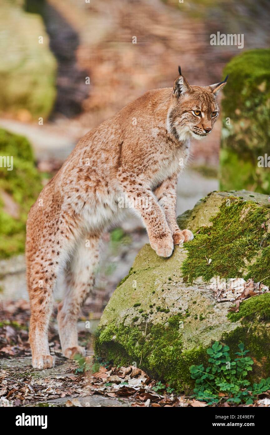 European lynx (Lynx lynx) soars on a rock, captive, Bavaria, Germany ...