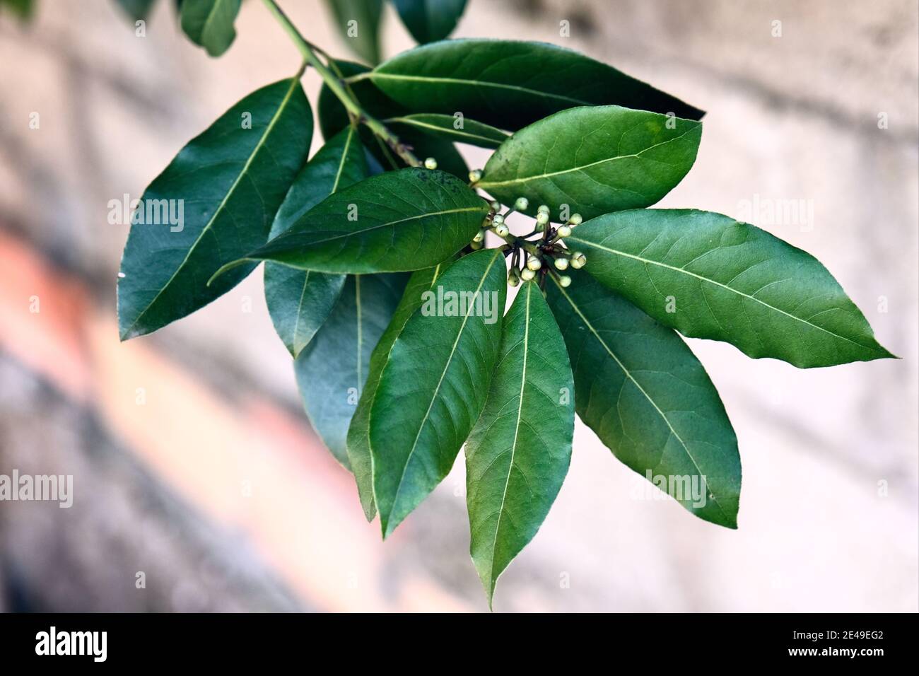 Laurel tree painting hi-res stock photography and images - Alamy