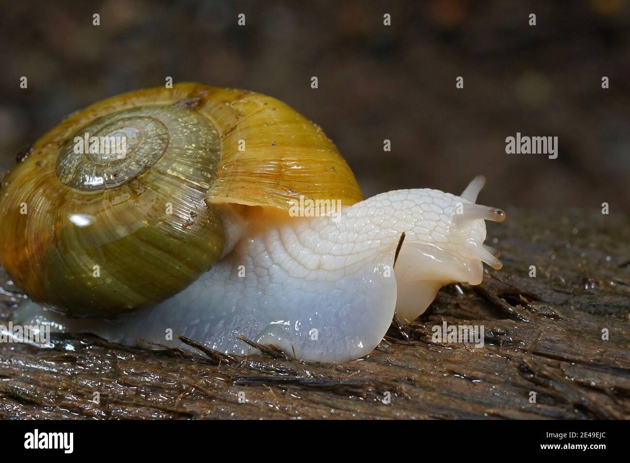 Close up of a Robust Lancetooth Snail, Haplotrema vancouverense Stock ...