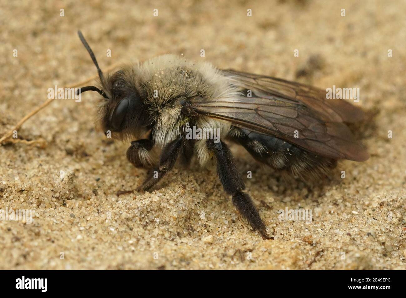 A female grey mining bee, Andrena vaga crawling over the sand Stock ...