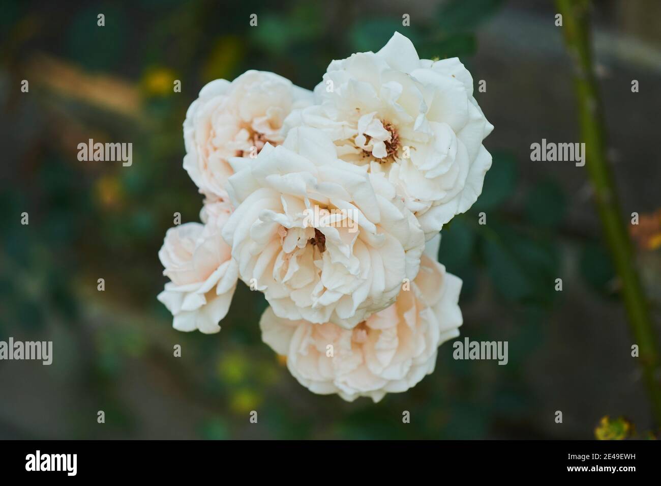 Rose varieties hi-res stock photography and images - Alamy