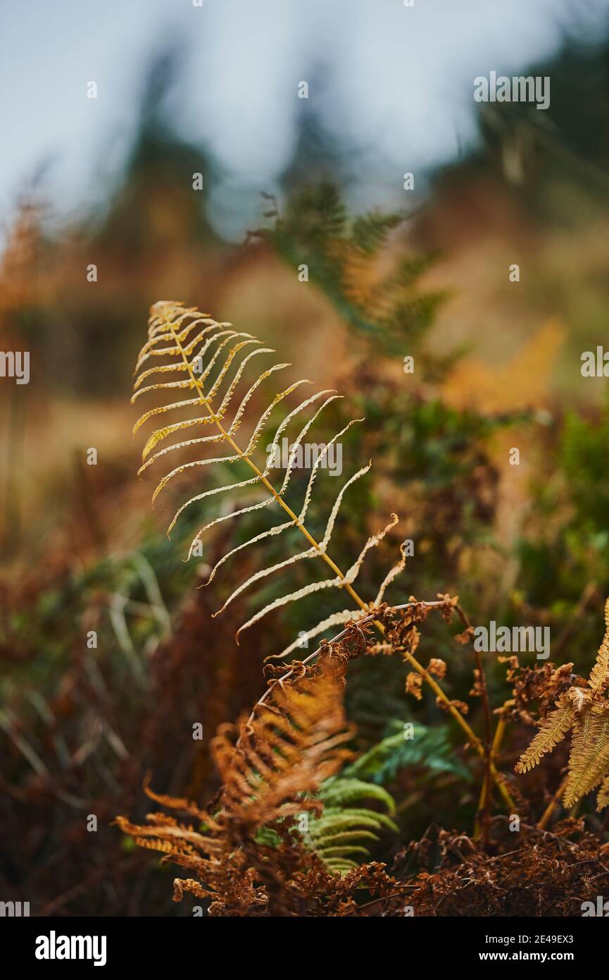 Aspidium filix mas hi-res stock photography and images - Alamy