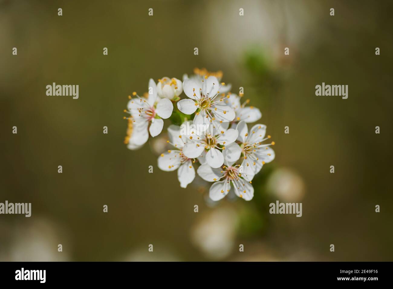 Blackthorn sloe prunus spinosa flowers hi-res stock photography and ...